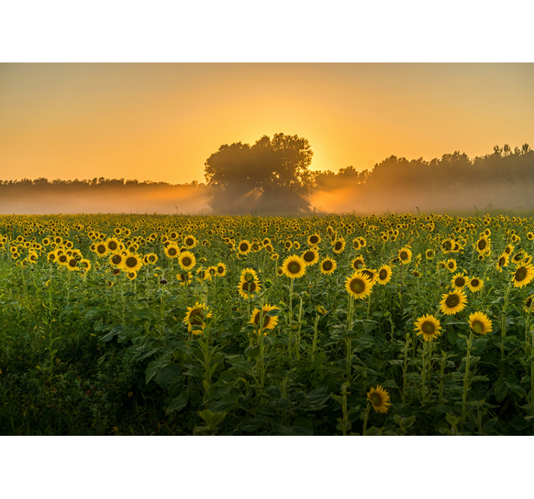 Fototapet cu flori câmp de floarea-soarelui la apus